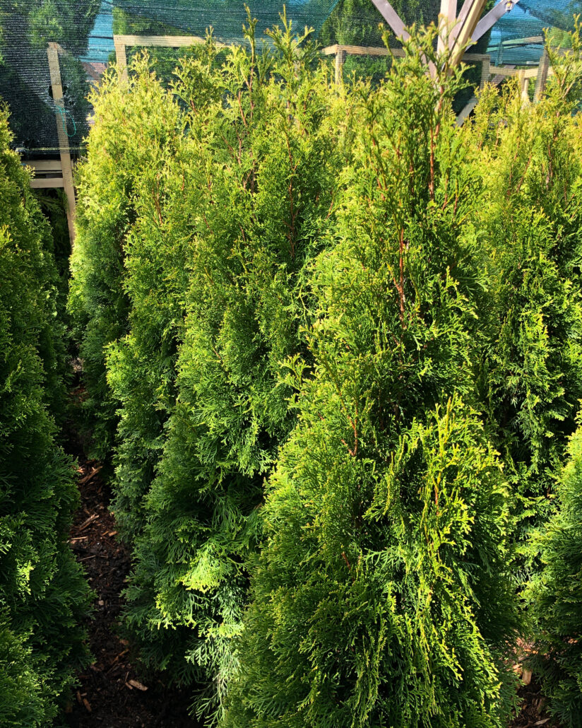 Elupuu 'Smaragd' (Thuja Occidentalis) | Hekid.ee