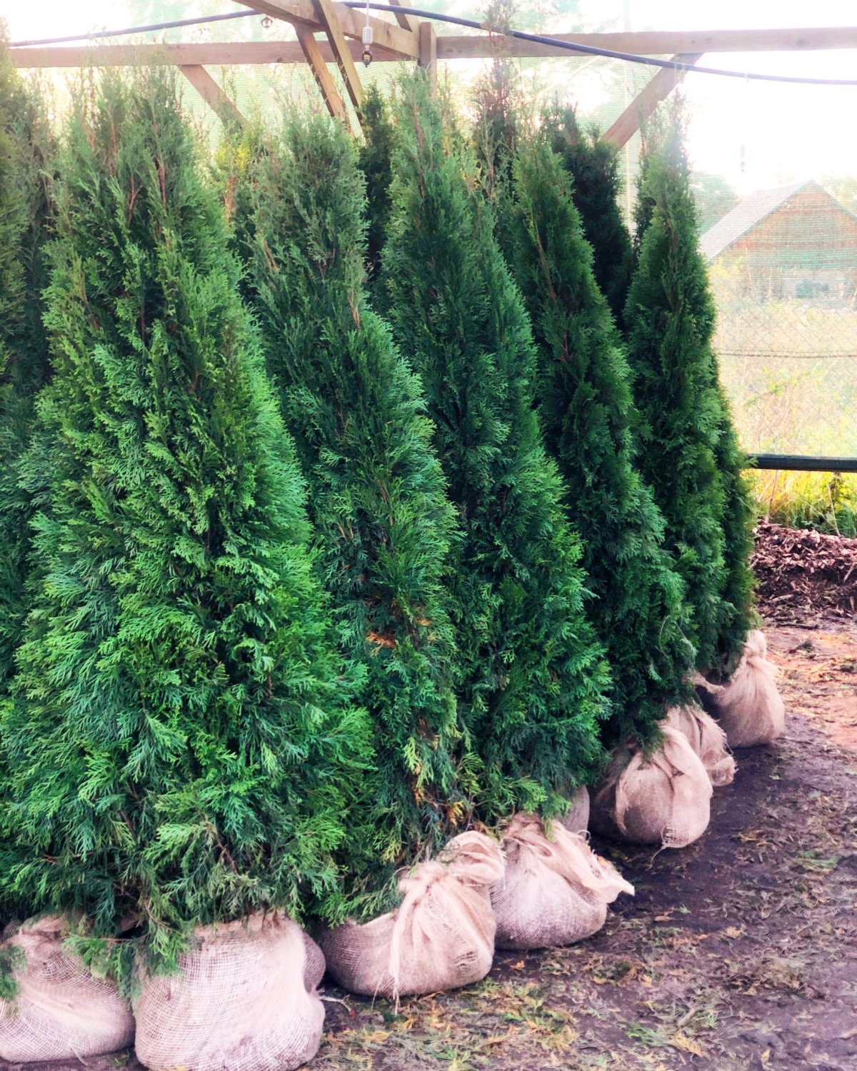 Harilik elupuu 'Smaragd' | Hekid.ee