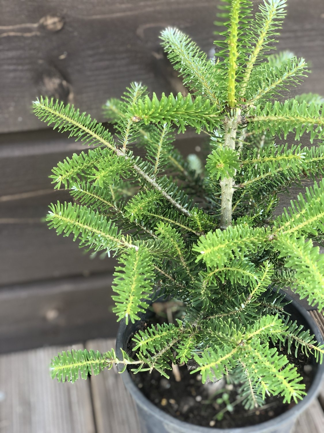 Fraseri Nulg | Hekid.ee