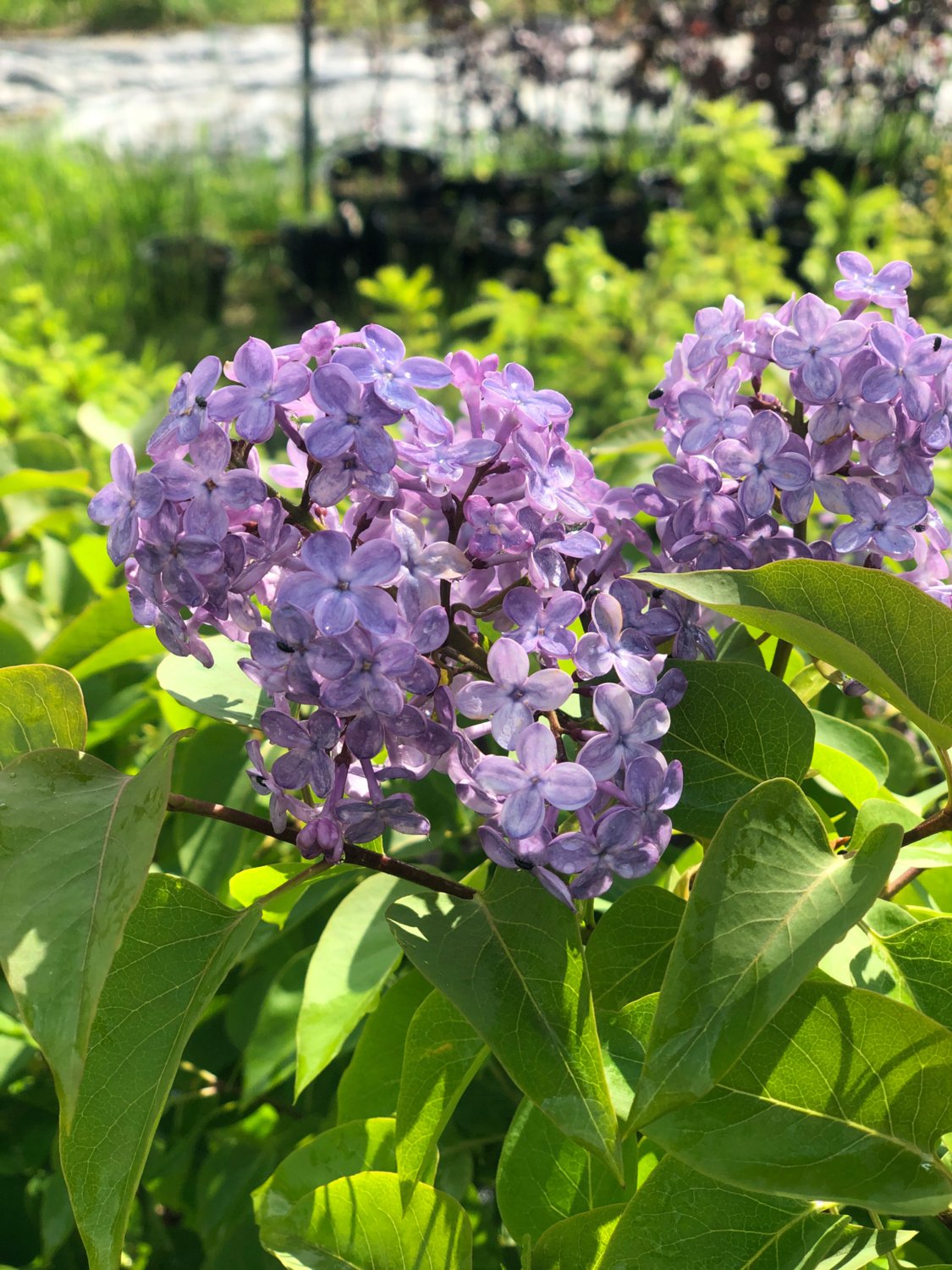 Harilik sirel Amethyst - Hekid.ee | Hekitaimede müük, istutamine