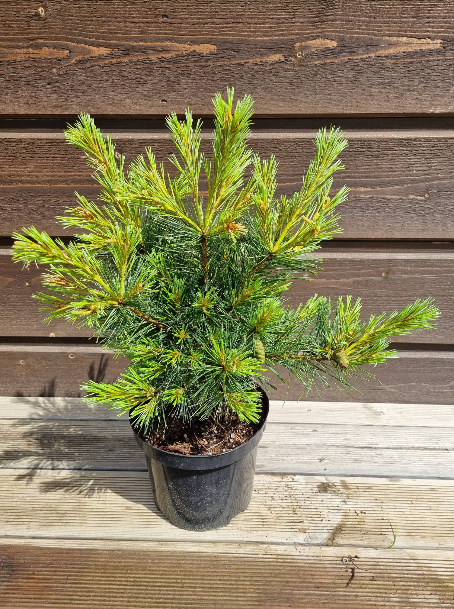 Valge mänd Blue Shag - Hekid.ee | Hekitaimede müük, istutamine