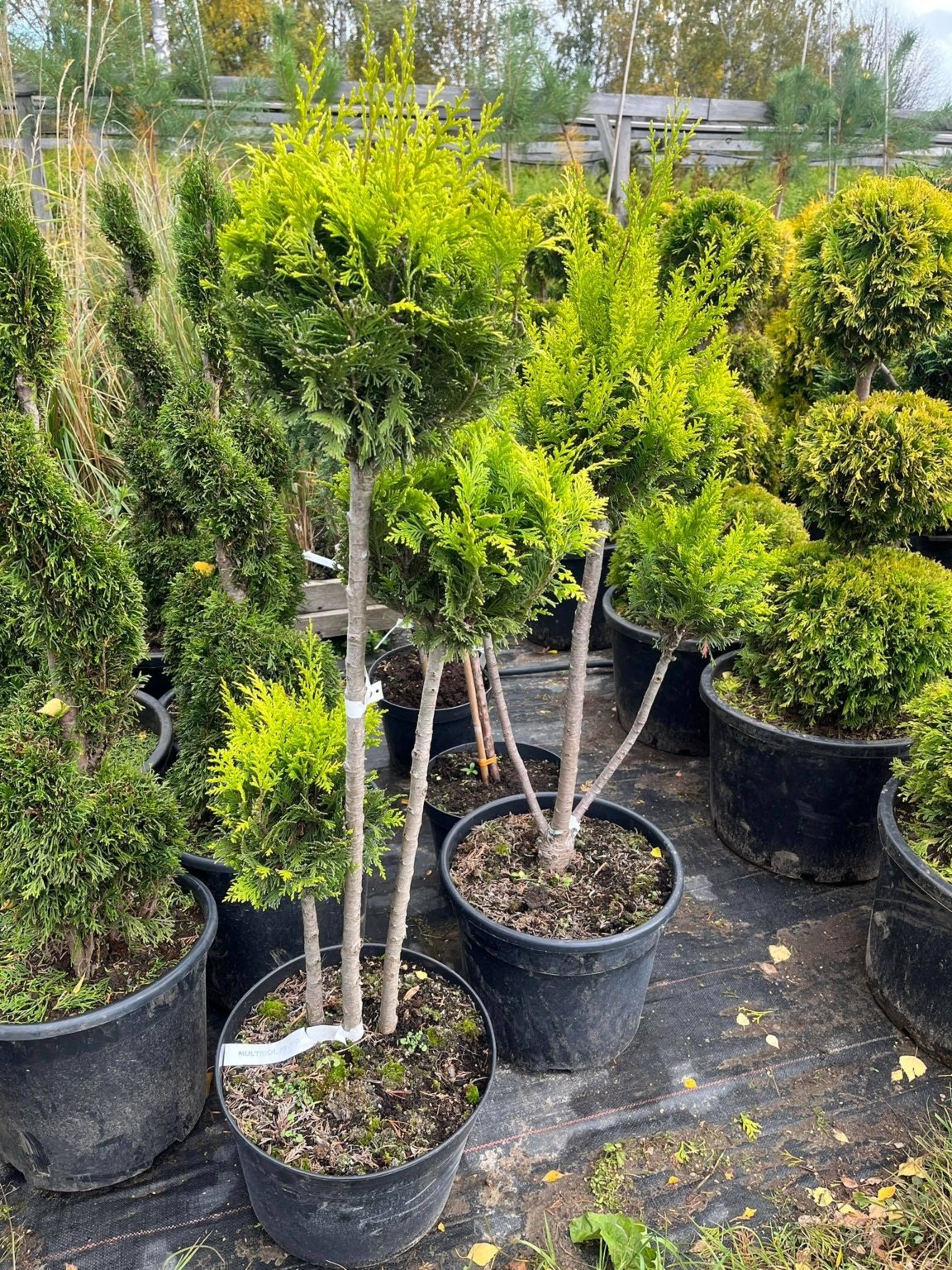 Kalifornia ebaküpress ‘Ivonne’ - pallikestega - Hekid.ee