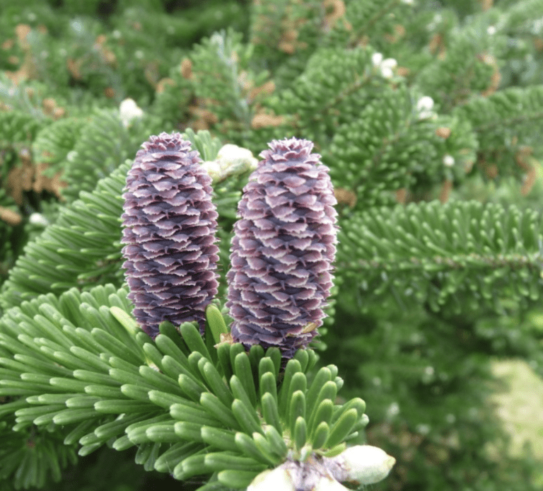 Korea nulg - Hekid.ee | Hekitaimede müük, istutamine, transport